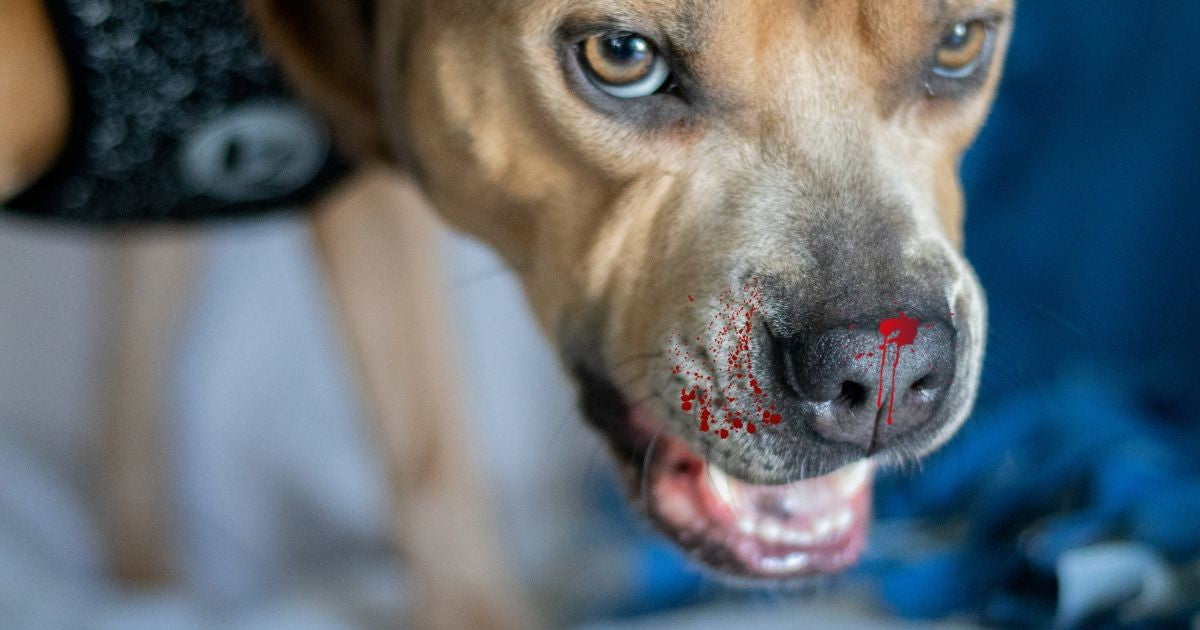 Buddy Double by Megan Larson – Black Hare Press